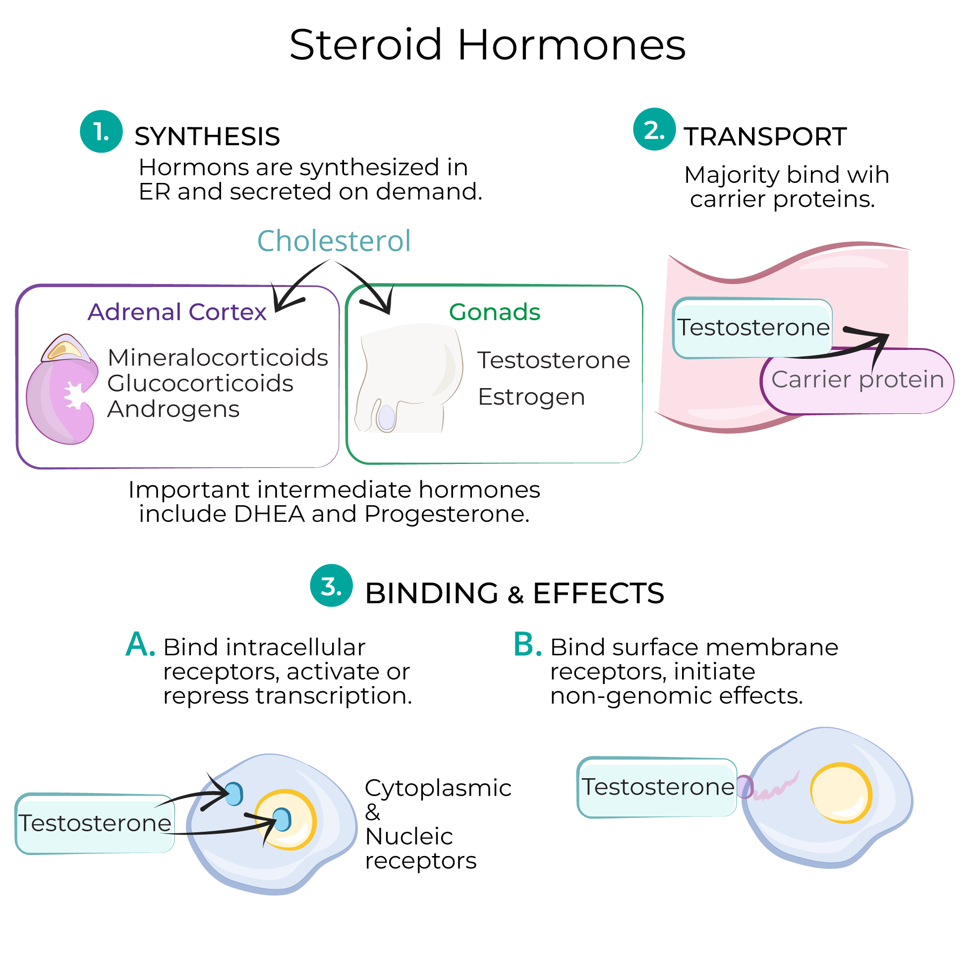 Physiology Glossary: Hormones - Synthesis, Transport, and Effects | ditki medical & biological ...