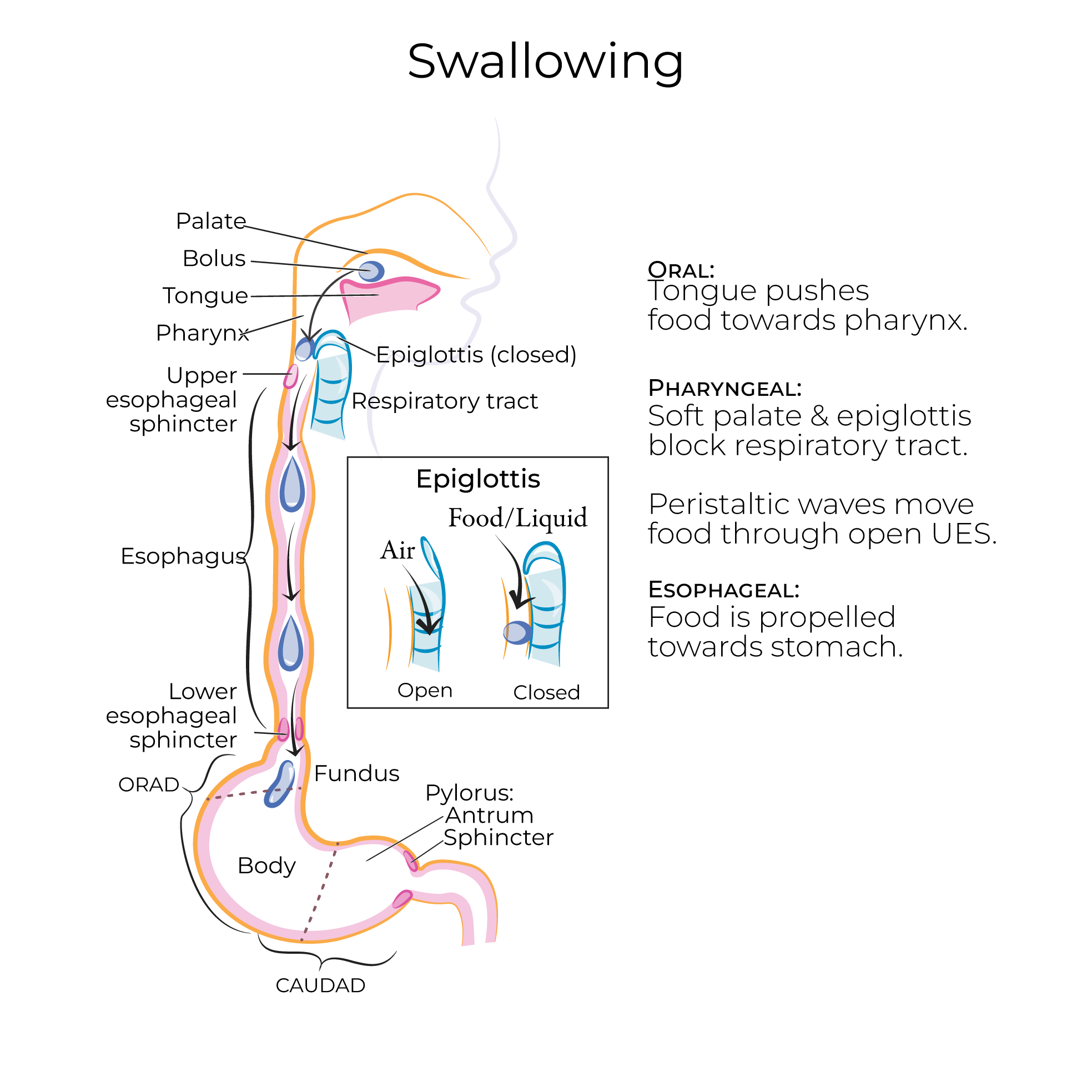 Physiology Glossary: Swallowing | ditki medical & biological sciences