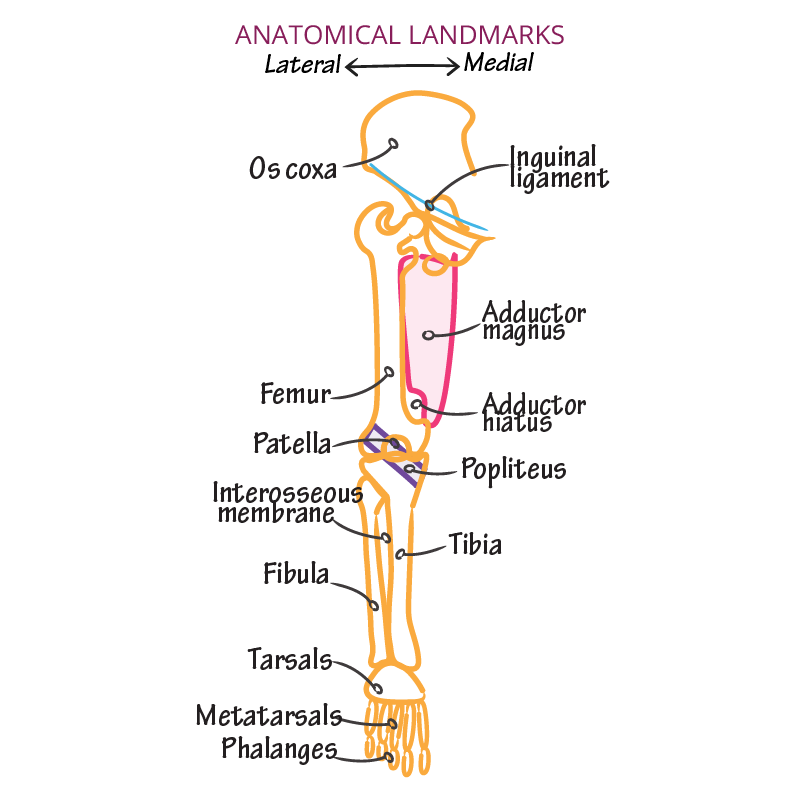 Gross Anatomy Glossary: Veins - Lower Extremity | ditki medical ...