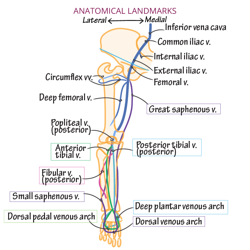 Gross Anatomy Glossary: Veins - Lower Extremity | ditki medical ...