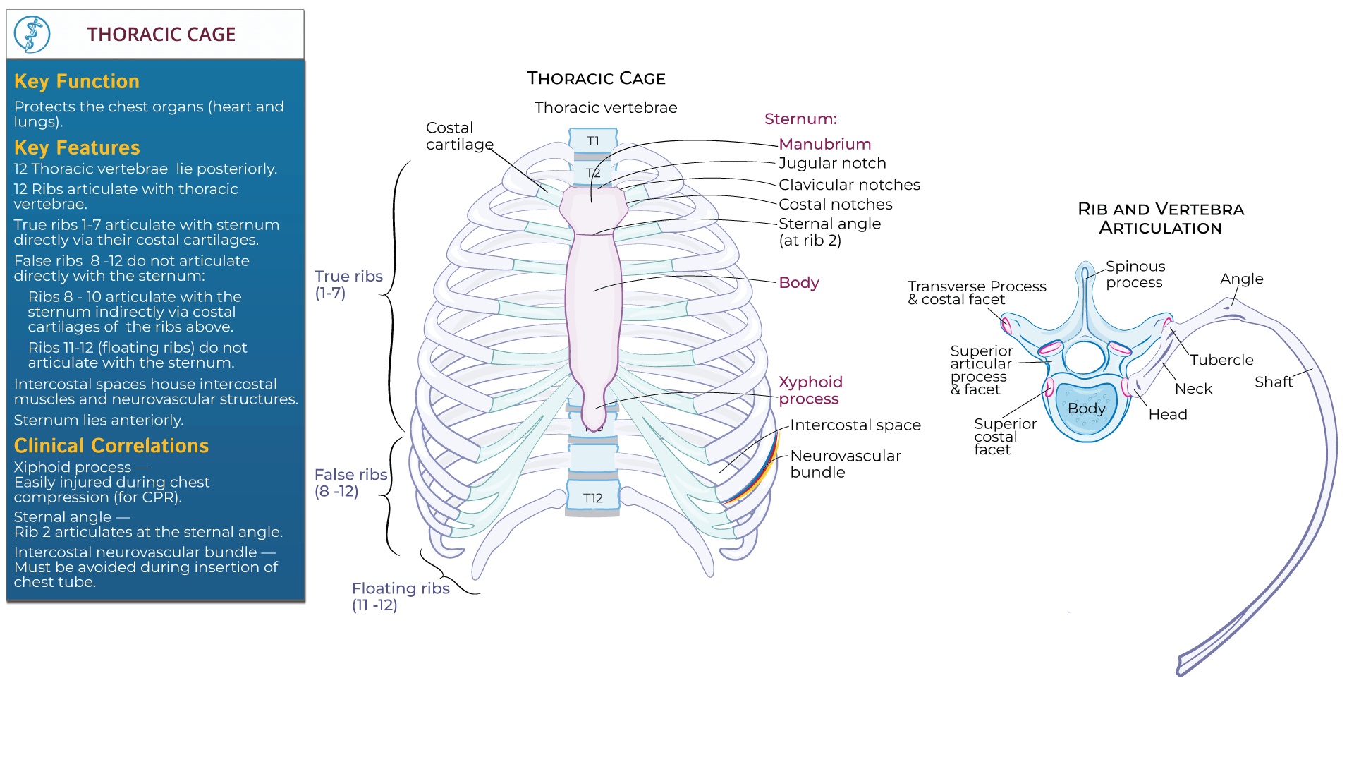Gross Anatomy: Thoracic Cage | ditki medical & biological sciences