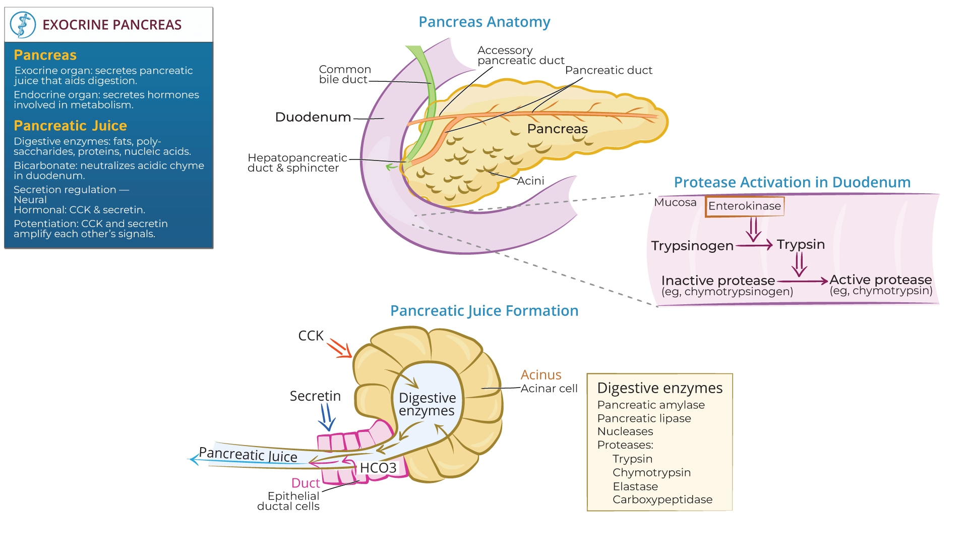 Advanced Anatomy & Physiology: Exocrine Pancreas | ditki medical ...