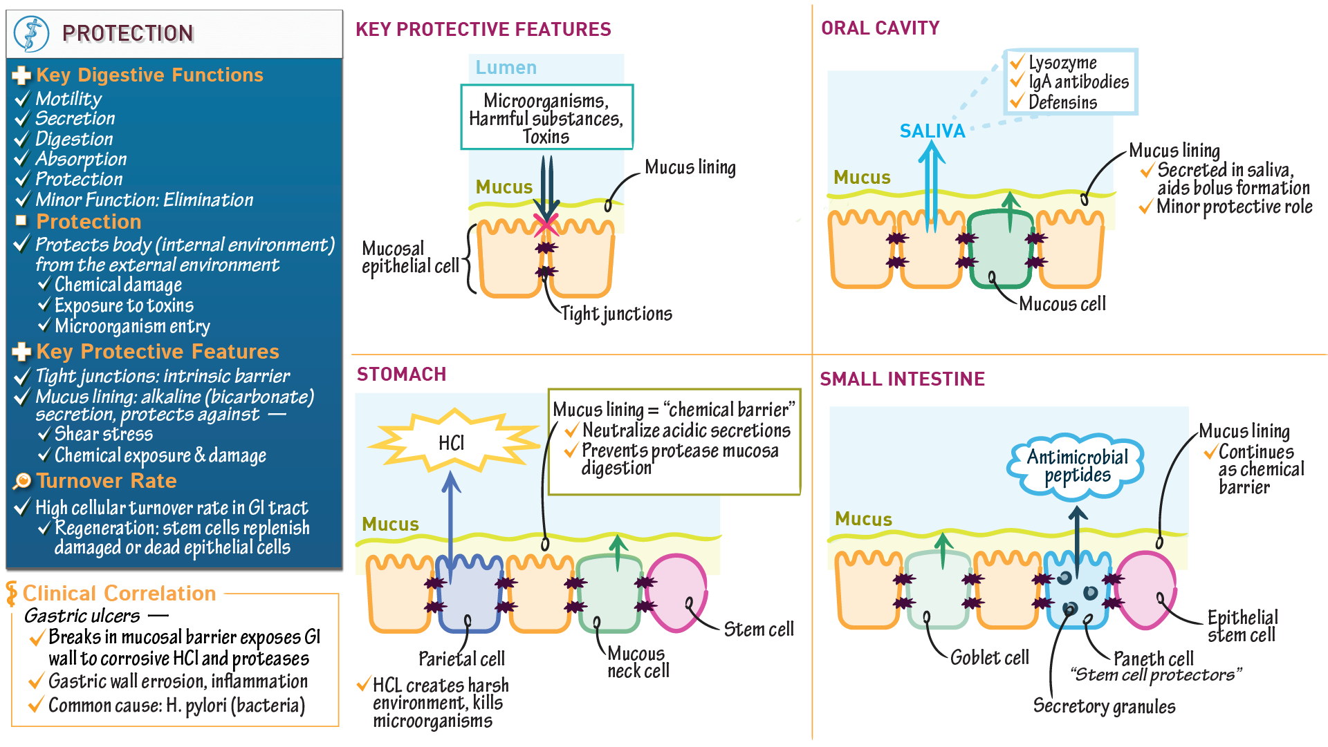 Human Biology: Protection in the Digestive Tract | ditki medical ...