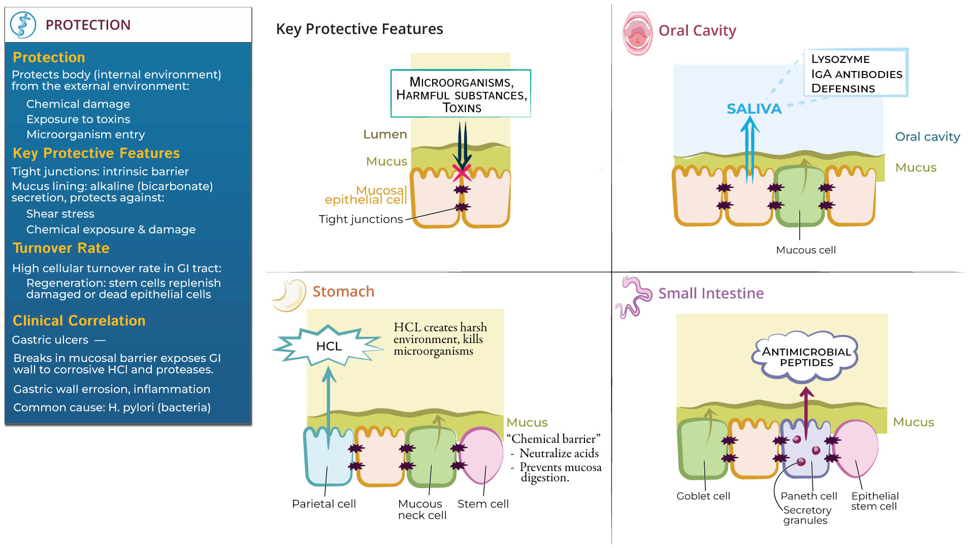 Human Biology: Protection in the Digestive Tract | ditki medical ...