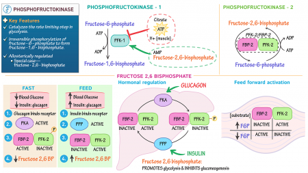 Biochemistry: Phosphofructokinase | ditki medical & biological sciences