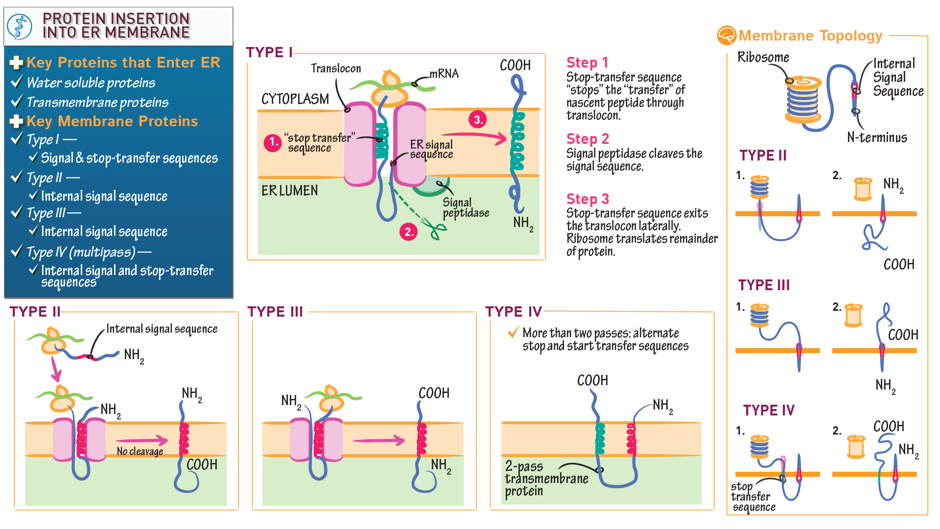 Cell Biology: Protein Insertion into the ER Membrane | ditki medical ...