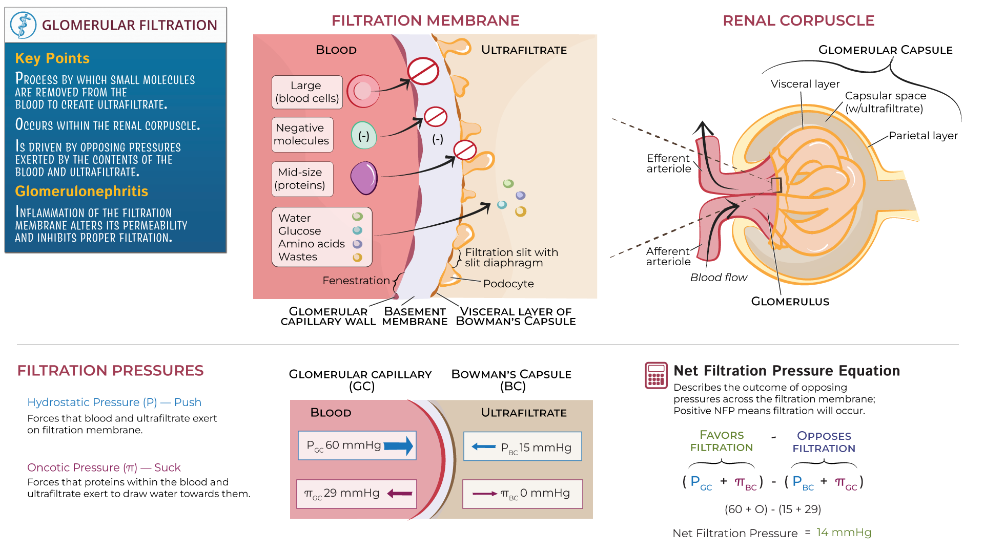Physiology: Glomerular Filtration and Net Filtration Pressure | ditki ...