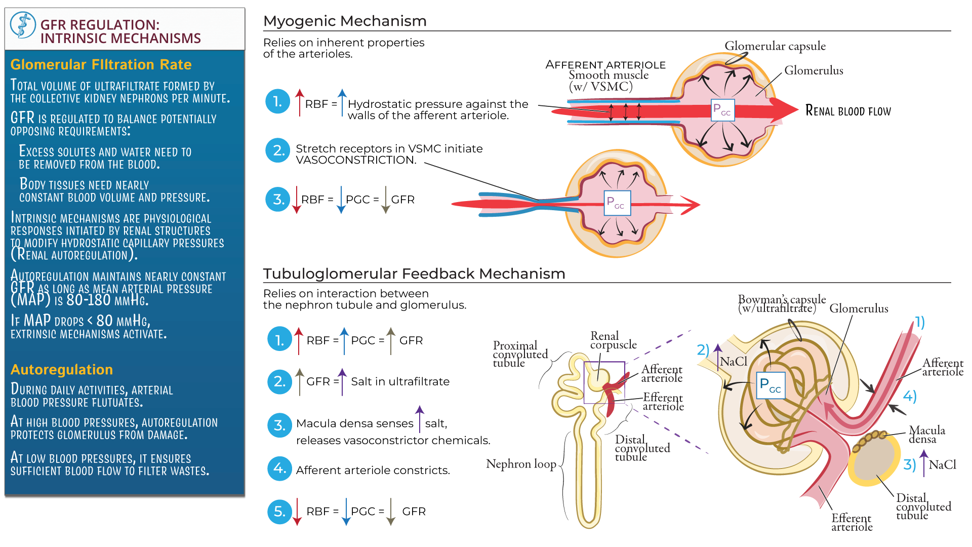 Physiology: Intrinsic Mechanisms of GFR Regulation | ditki medical & biological sciences