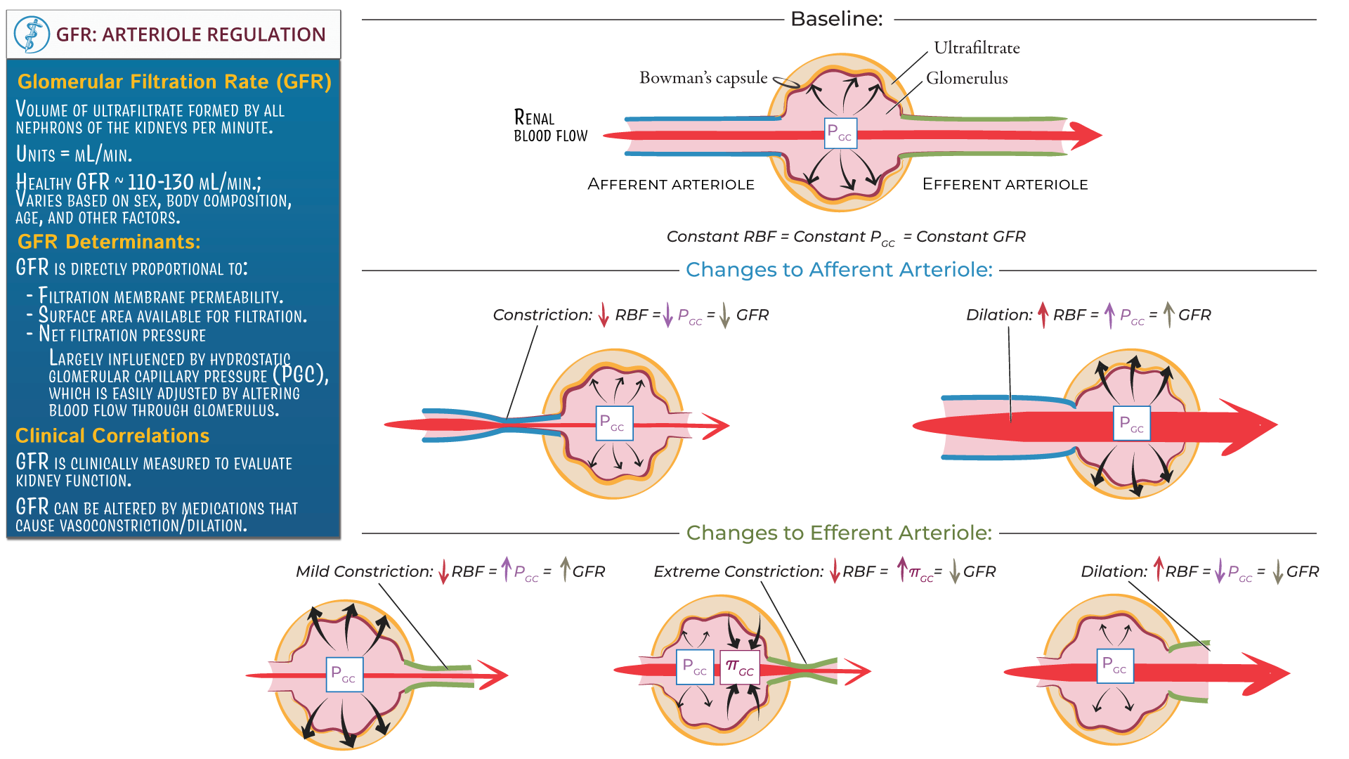 Glomerular Filtration Rate Pathway Medicine