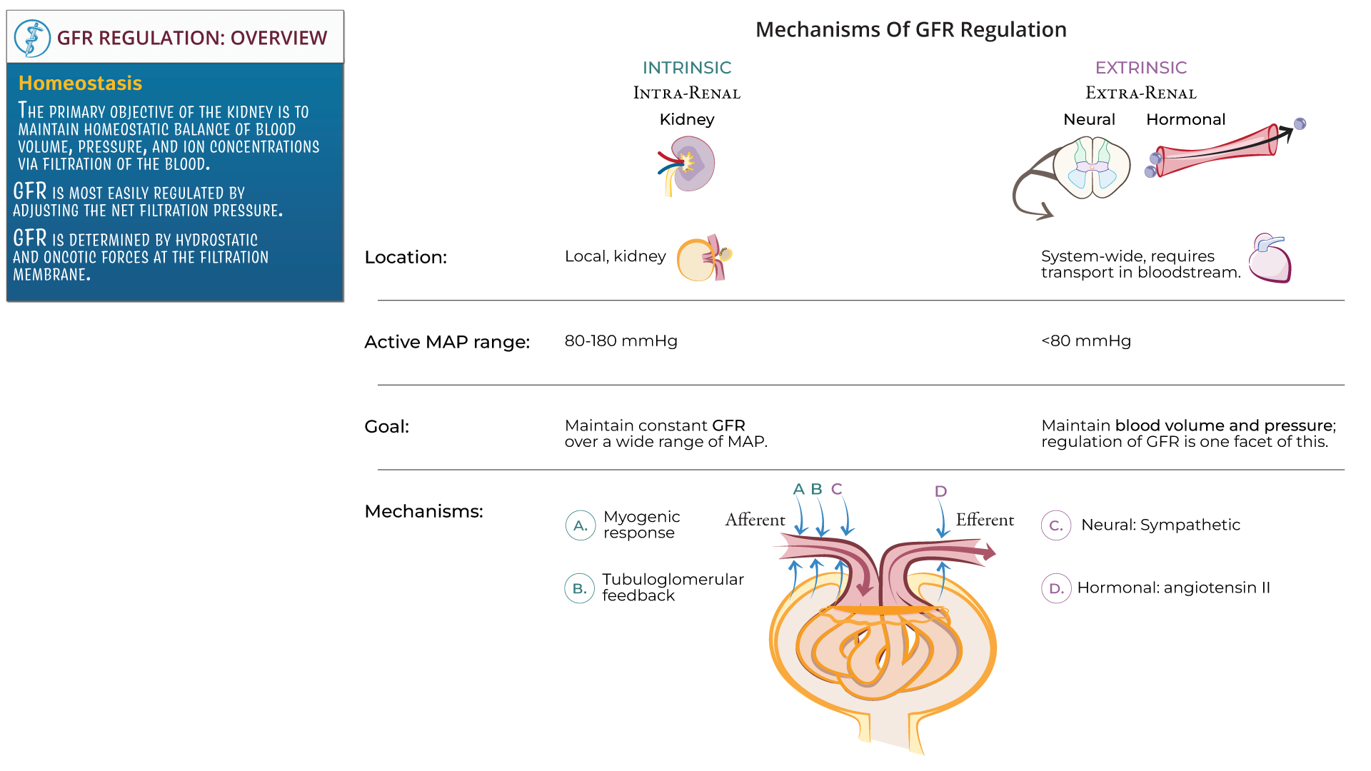 Physiology: Regulation of Glomerular Filtration Rate - Overview | ditki ...