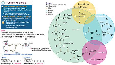 Cell Biology: Functional Groups - Overview | ditki medical & biological ...