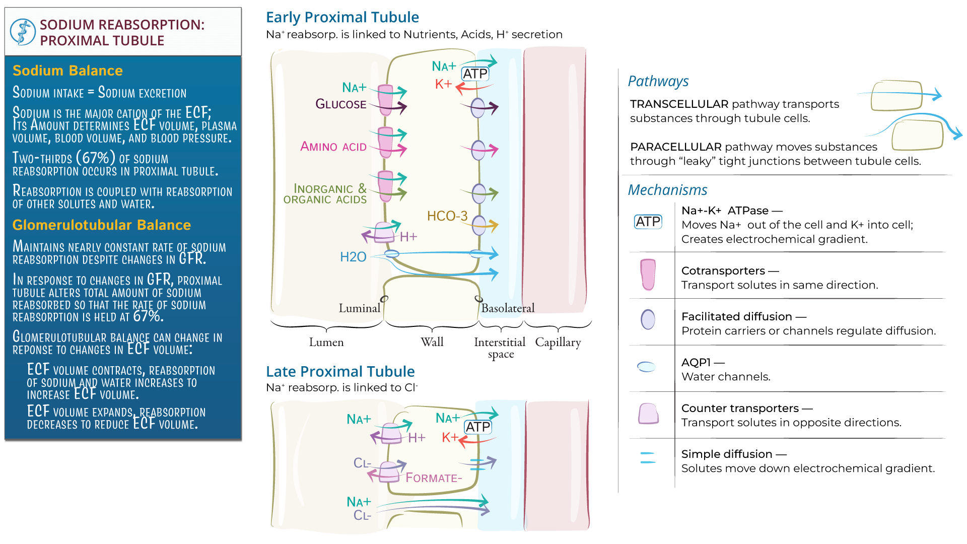 Physiology: Sodium Reabsorption in the Proximal Nephron | ditki medical ...