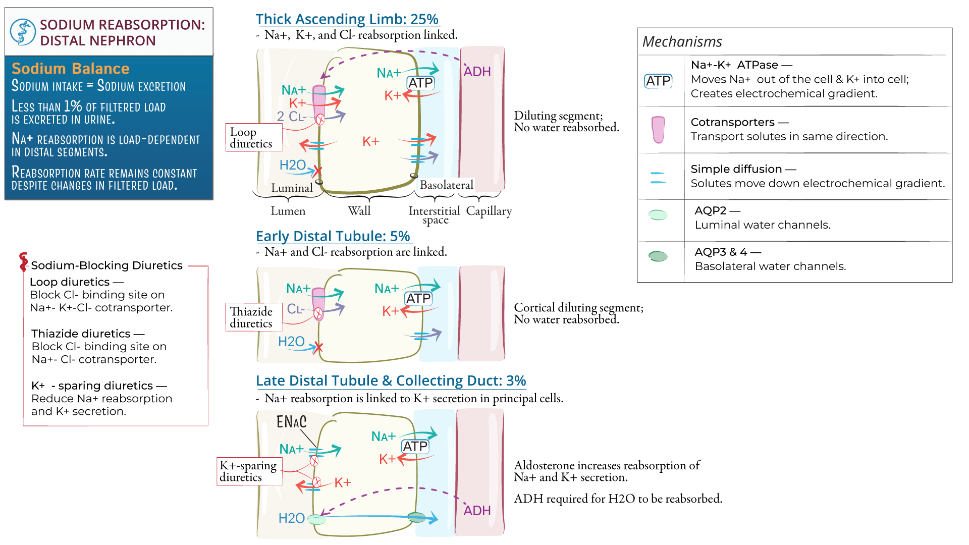 Physiology: Sodium Reabsorption in the Distal Nephron | ditki medical ...