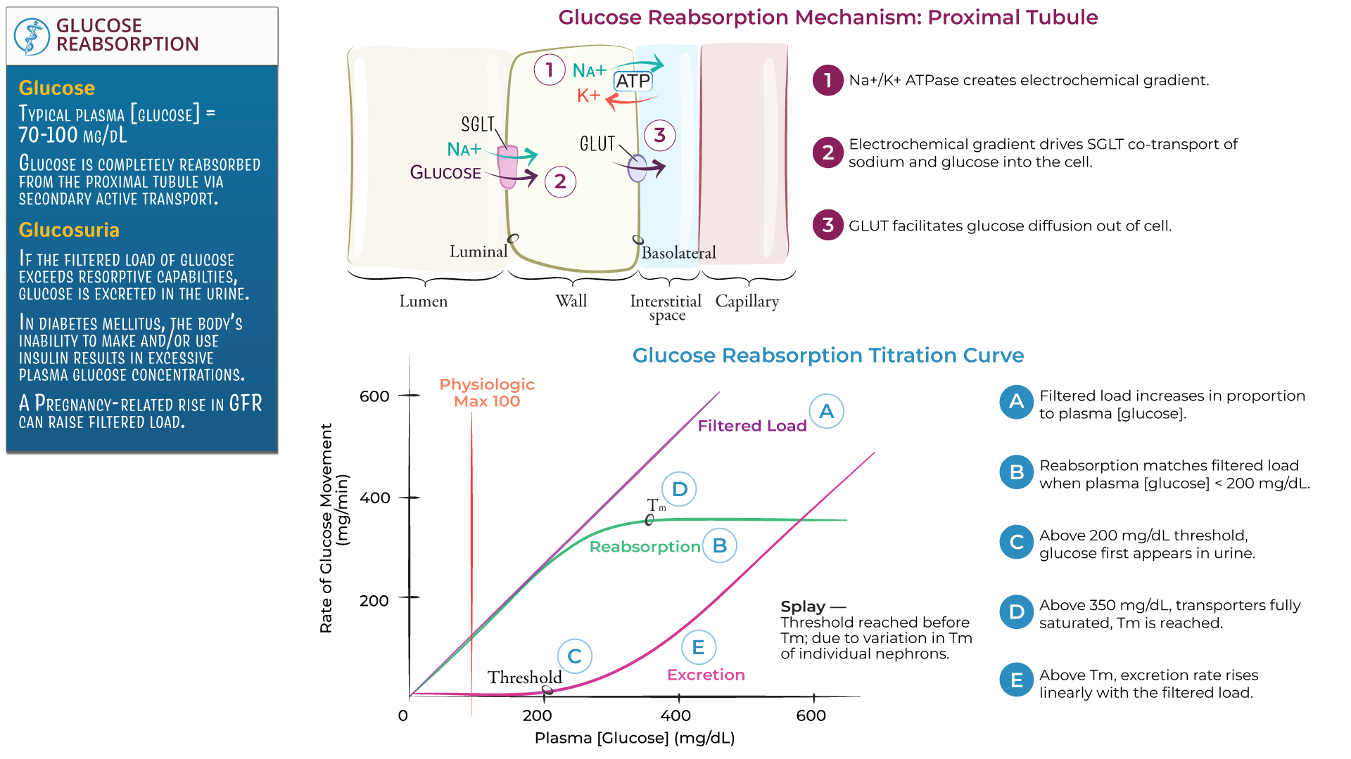 Renal System: Glucose Reabsorption and Titration Curve | ditki medical ...