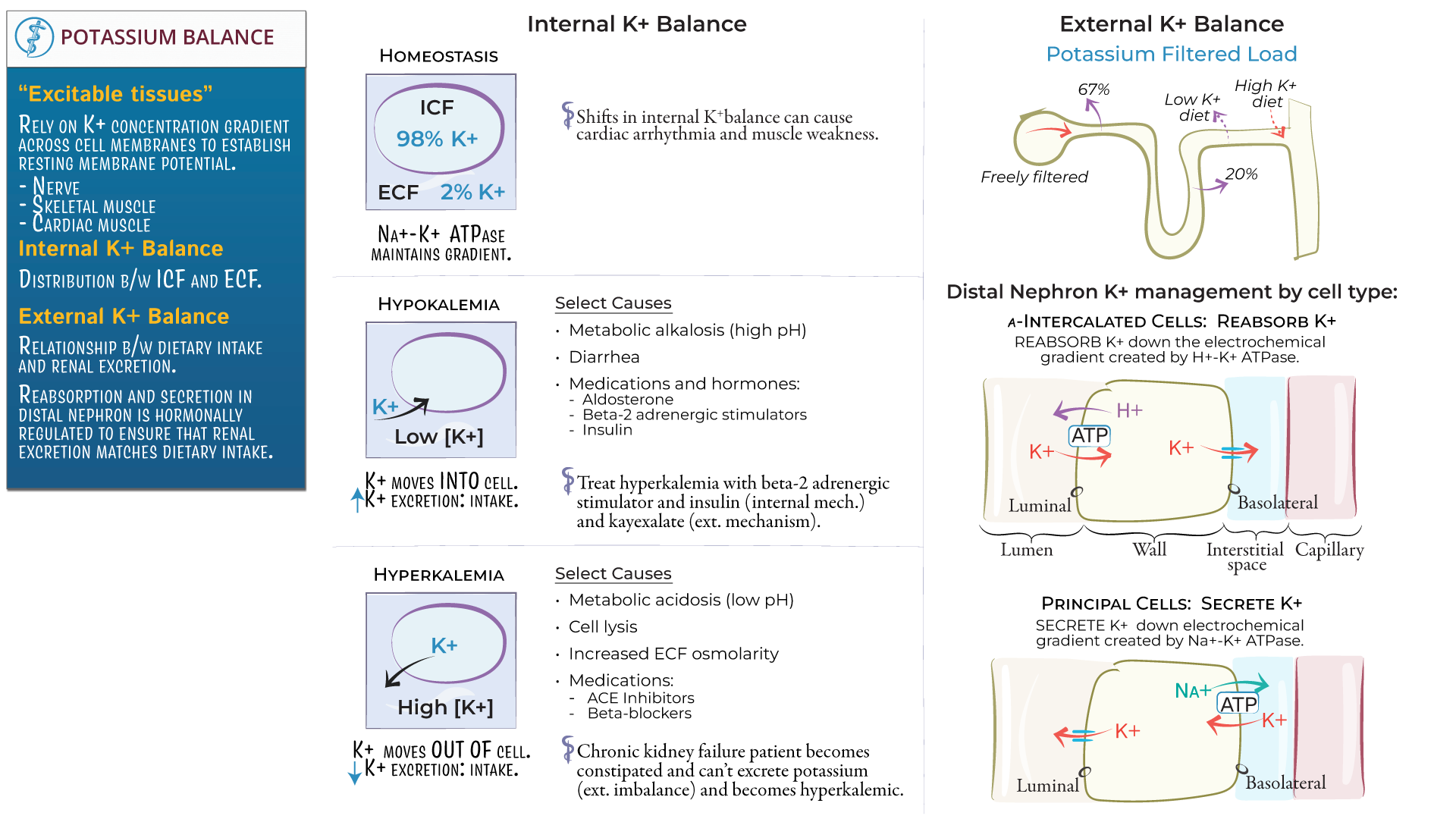 Physiology: Potassium Balance | ditki medical & biological sciences