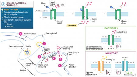 Biochemistry: Ligand-Gated Ion Channels | ditki medical & biological ...