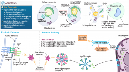 Physiology: Apoptosis | ditki medical & biological sciences
