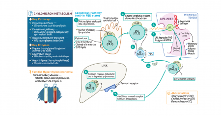 Physiology: Chylomicron Metabolism | ditki medical & biological sciences