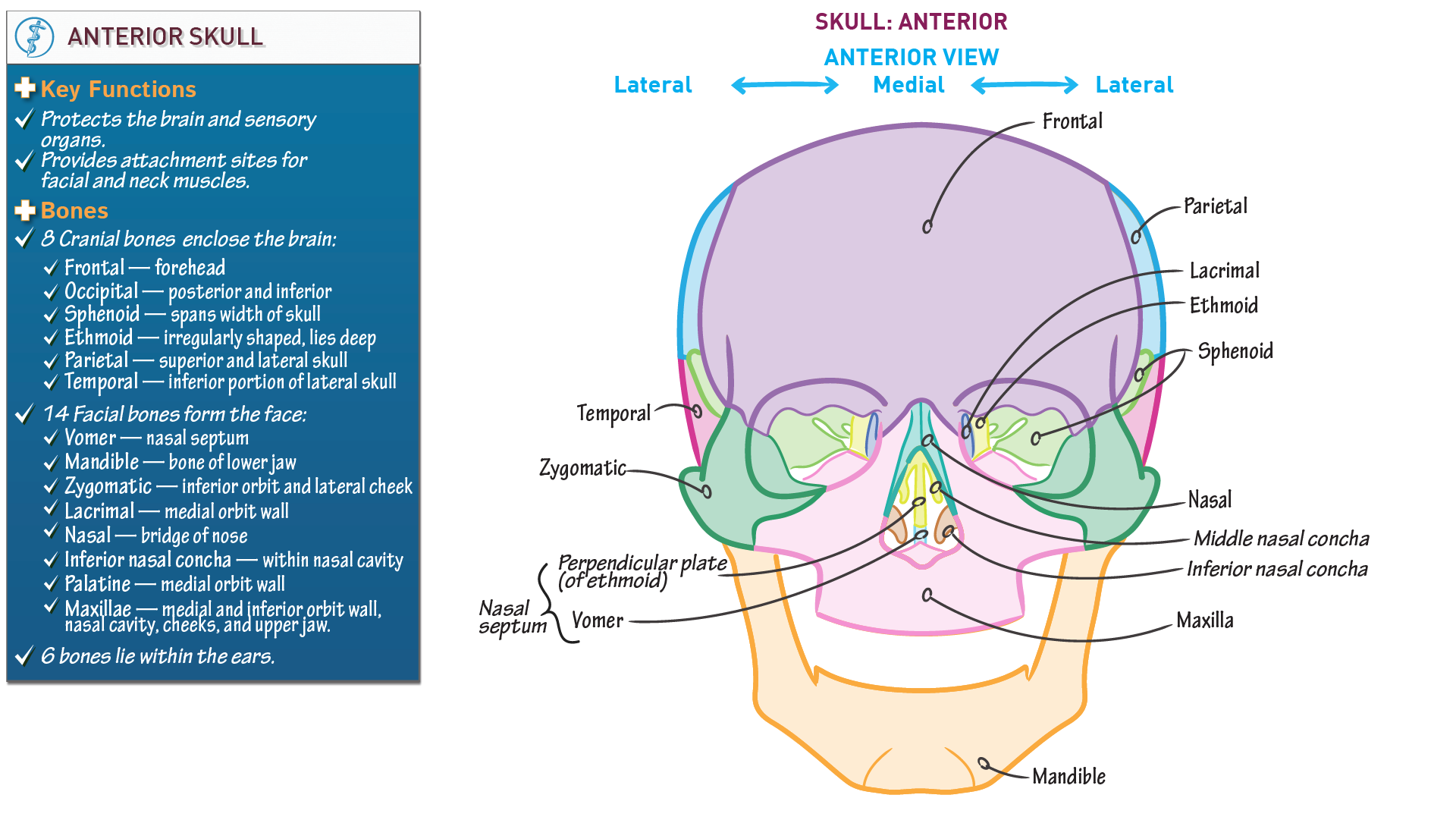 Anatomy & Physiology: Anterior Skull | ditki medical & biological sciences