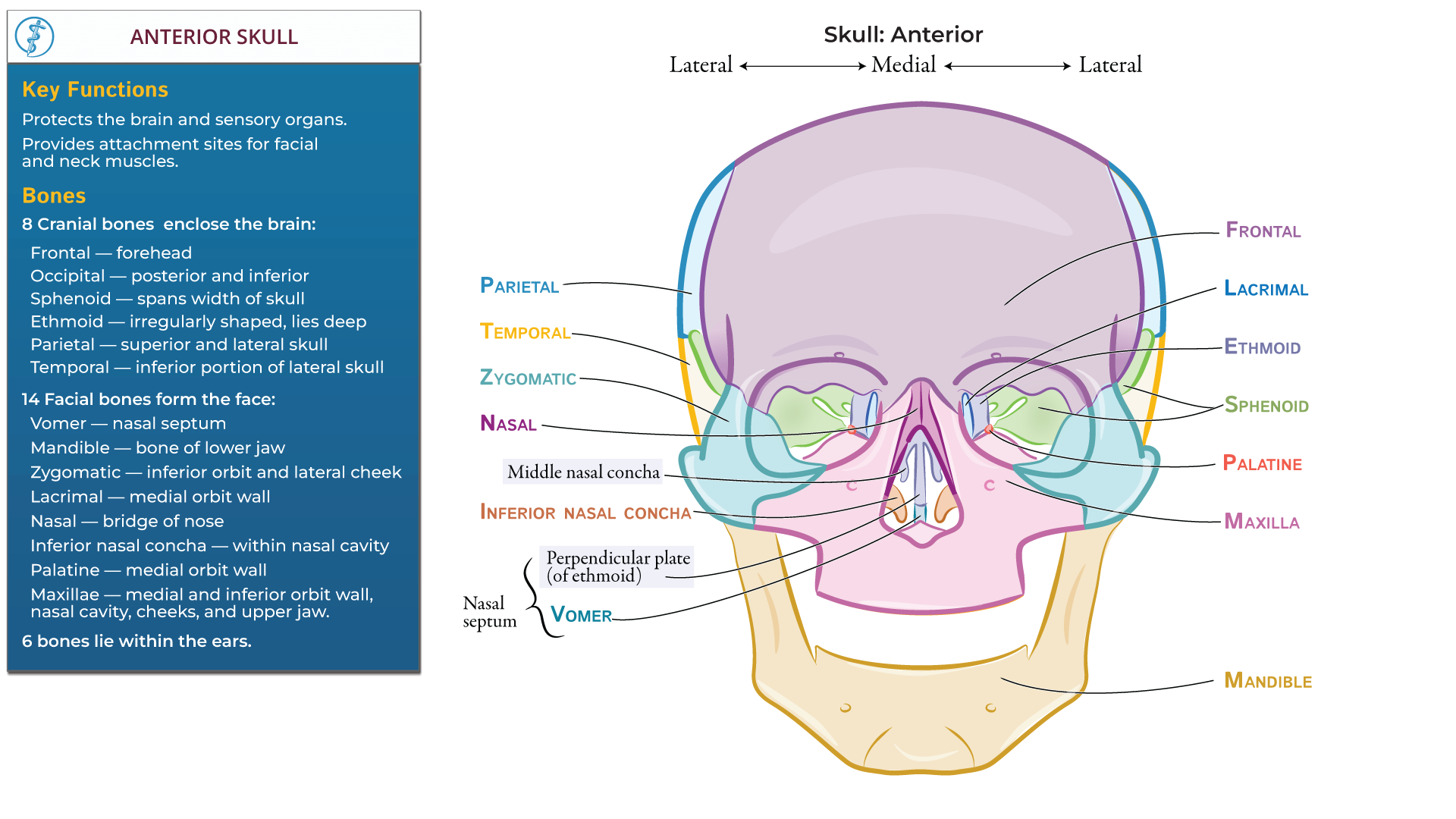 Advanced Anatomy & Physiology: Anterior Skull - Essentials | ditki ...