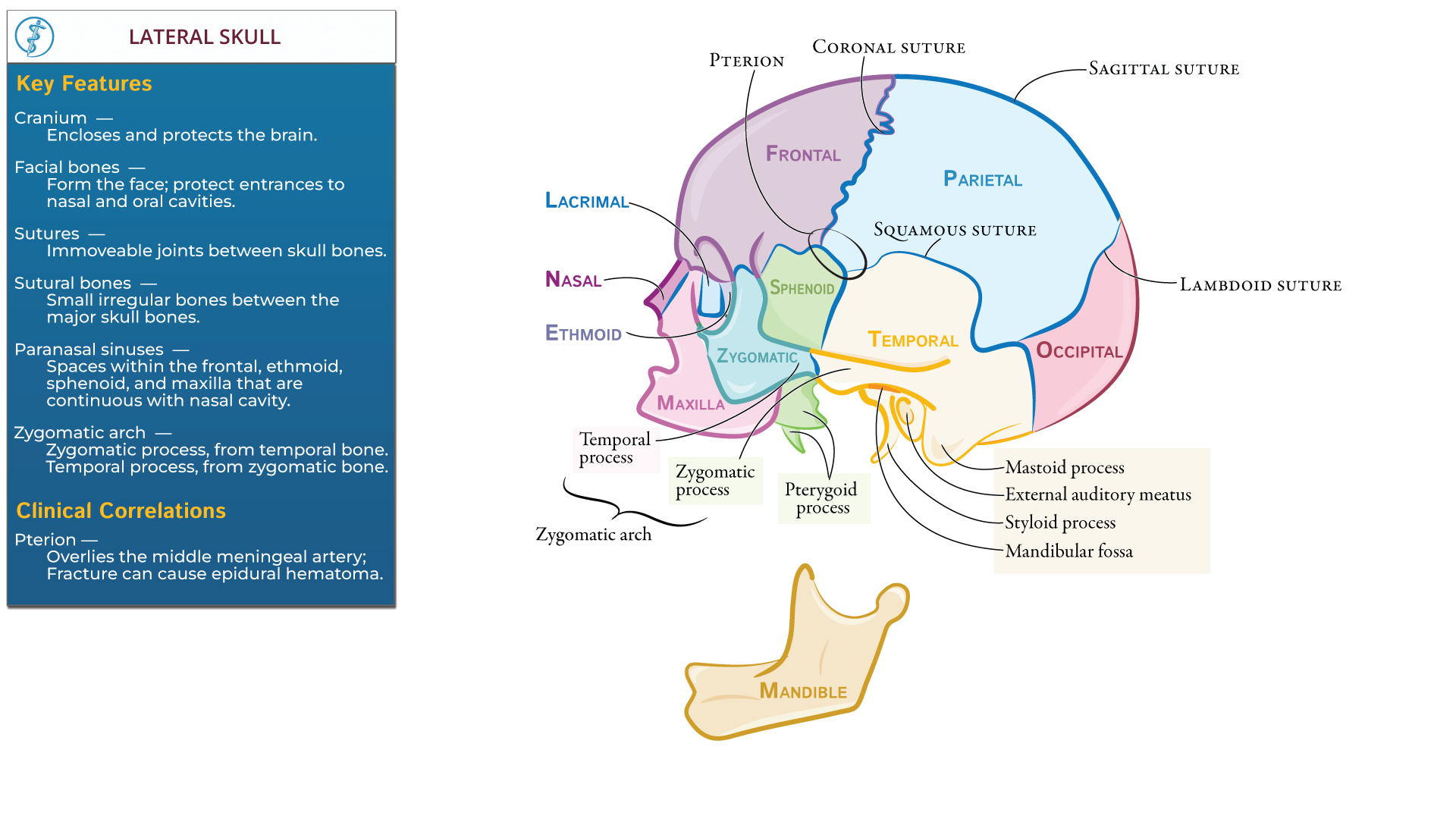 Advanced Anatomy & Physiology: Lateral Skull - Essentials | ditki ...