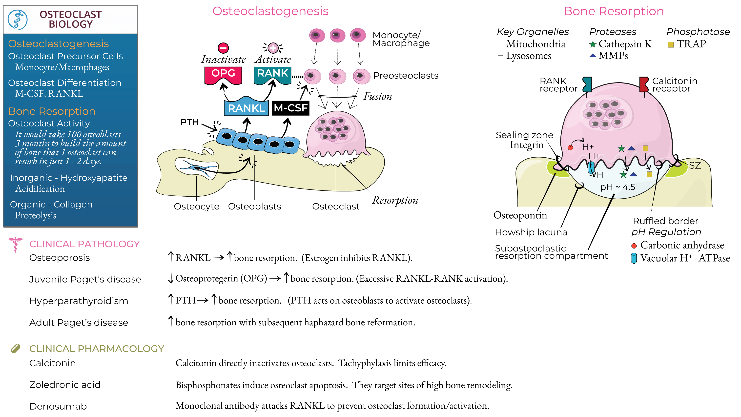 Gross Anatomy: Bone Resorption | ditki medical & biological sciences