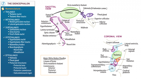 Neuroscience Fundamentals: The Diencephalon | ditki medical ...