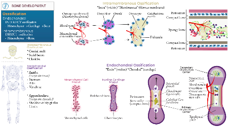 Gross Anatomy: Bone Development | ditki medical & biological sciences