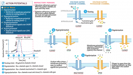 Anatomy & Physiology: Action Potentials | ditki medical & biological ...
