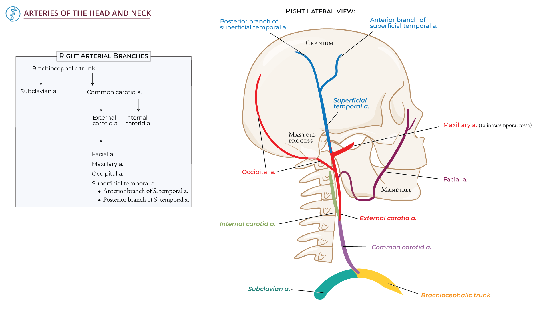 Advanced Anatomy & Physiology: Arteries of the Head and Neck ...