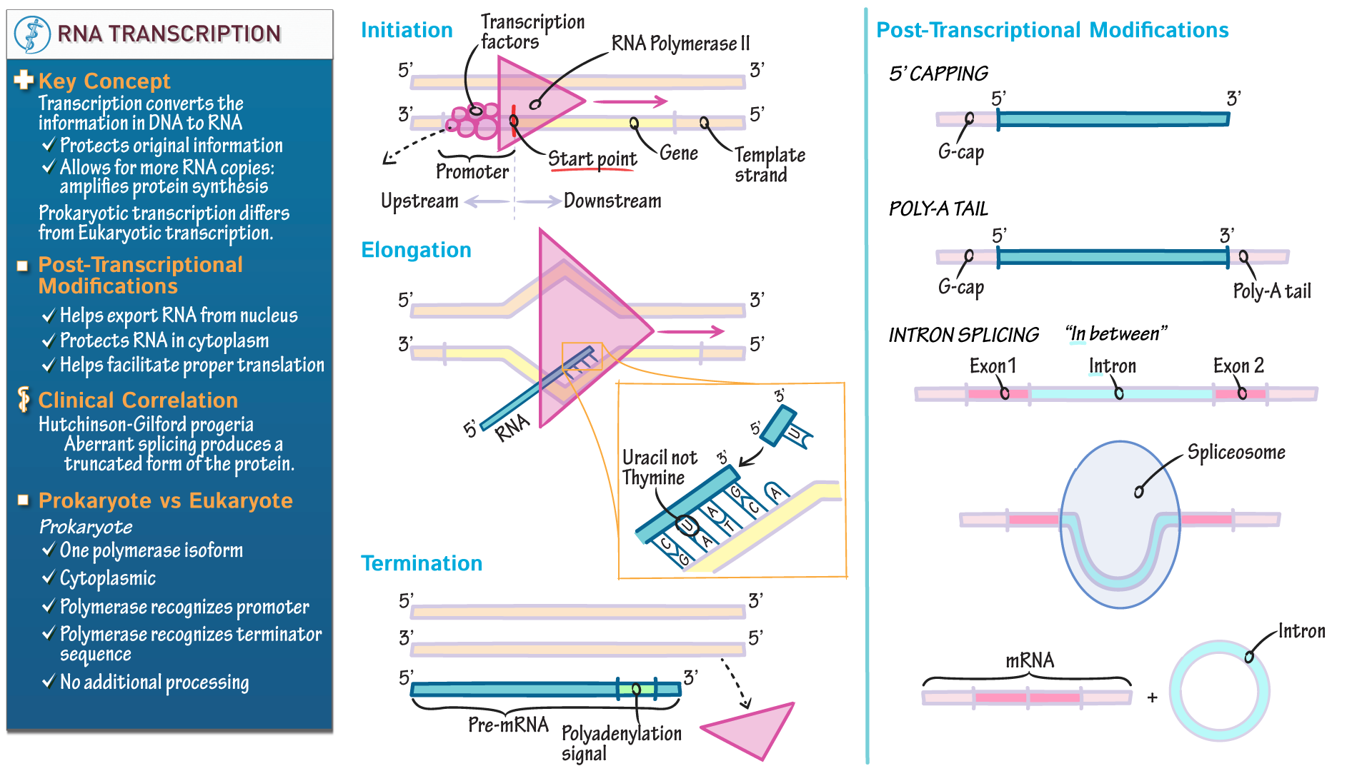 Cell Biology: Transcription | ditki medical & biological sciences