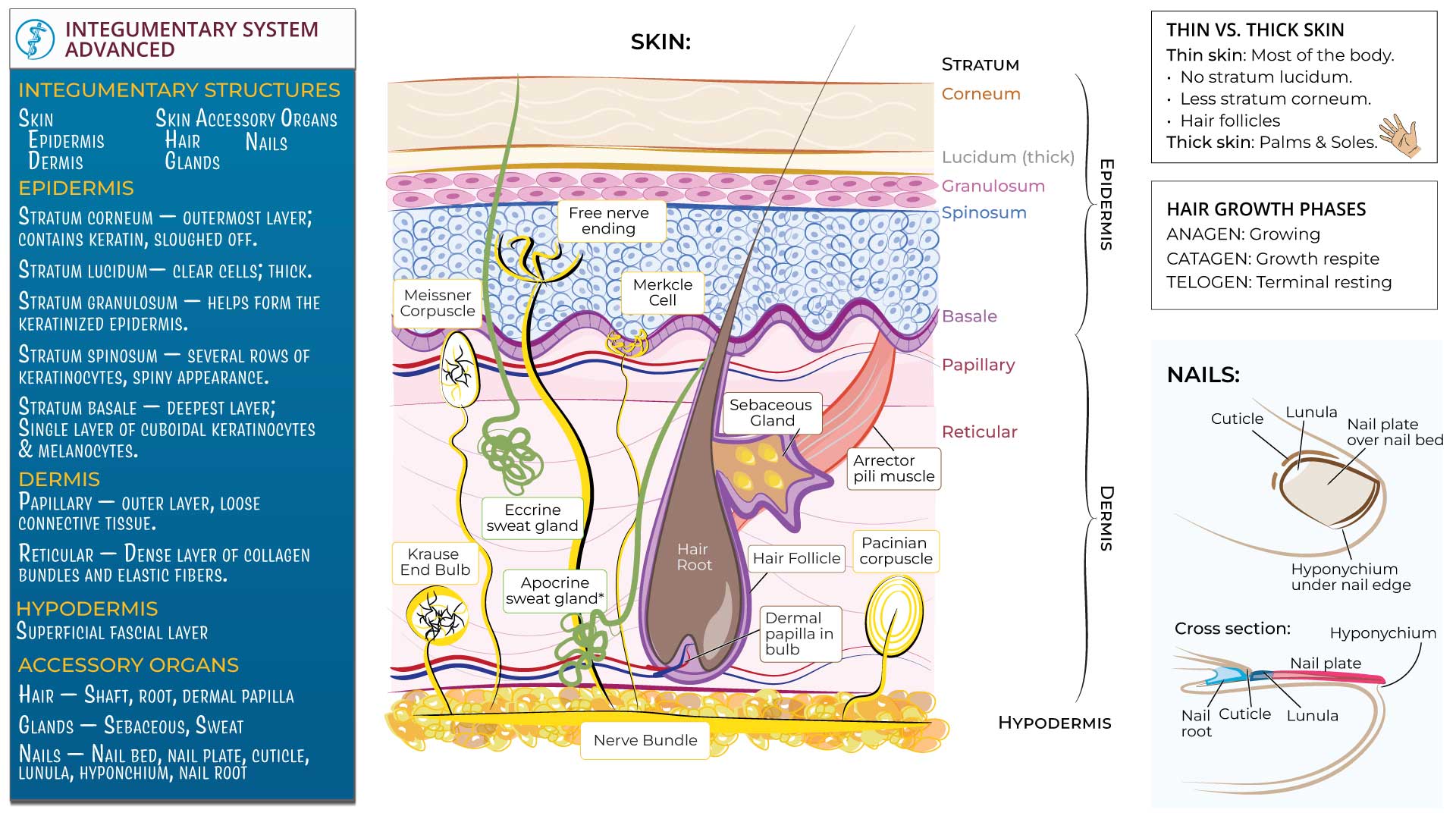 Skin Integumentary System