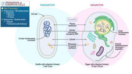 Cell Biology: Prokaryote vs Eukaryote Cells | ditki medical ...