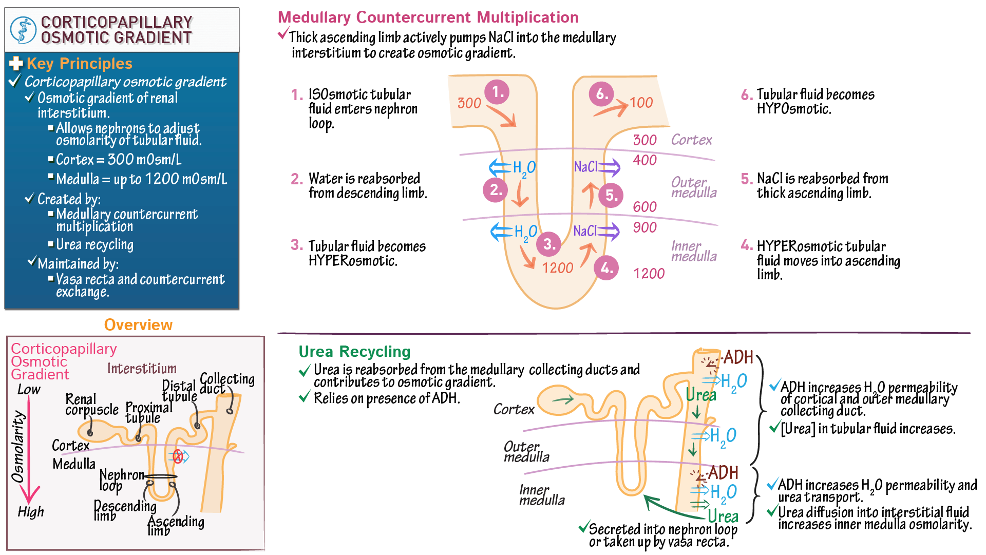 BMS Medical Physiology and Pharmacology: Corticopapillary Osmotic ...