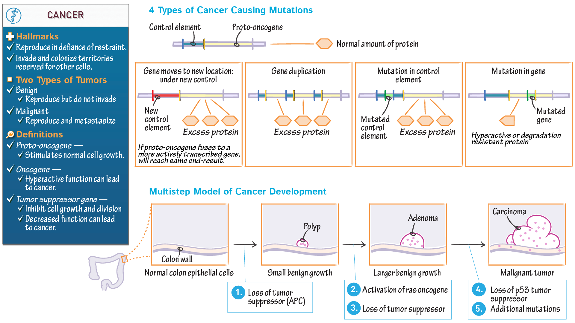 Cell Biology: Cancer - Mutations & Model of Development | ditki medical ...