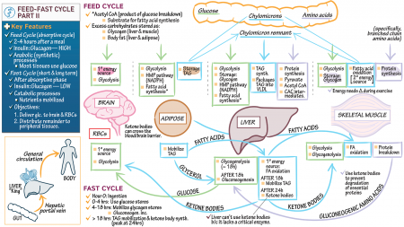 Anatomy & Physiology: Feed Fast Cycle Part II | ditki medical ...