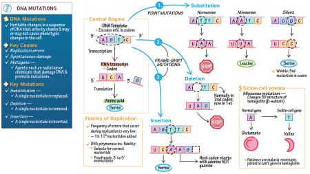 Cell Biology: DNA Mutations | ditki medical & biological sciences