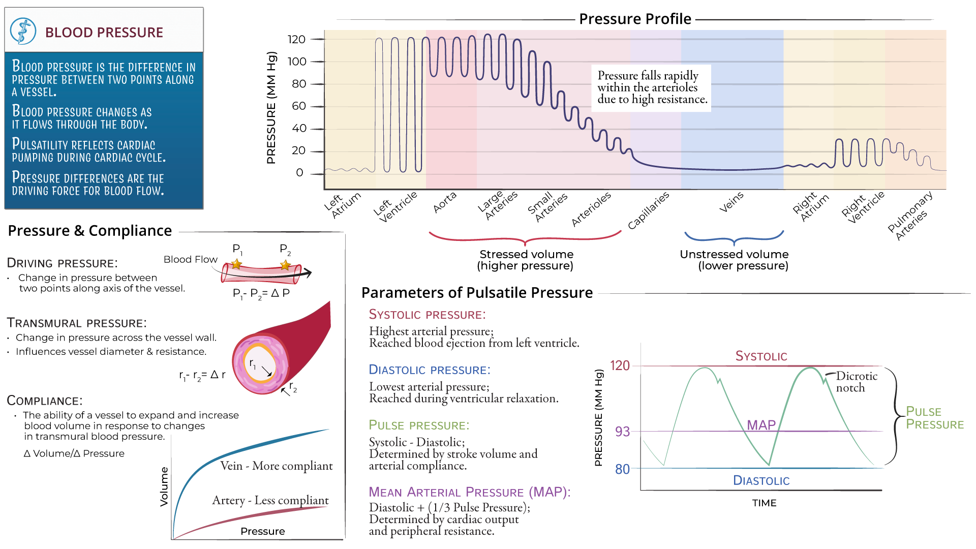 Physiology: Blood Pressure (Advanced) | ditki medical & biological sciences