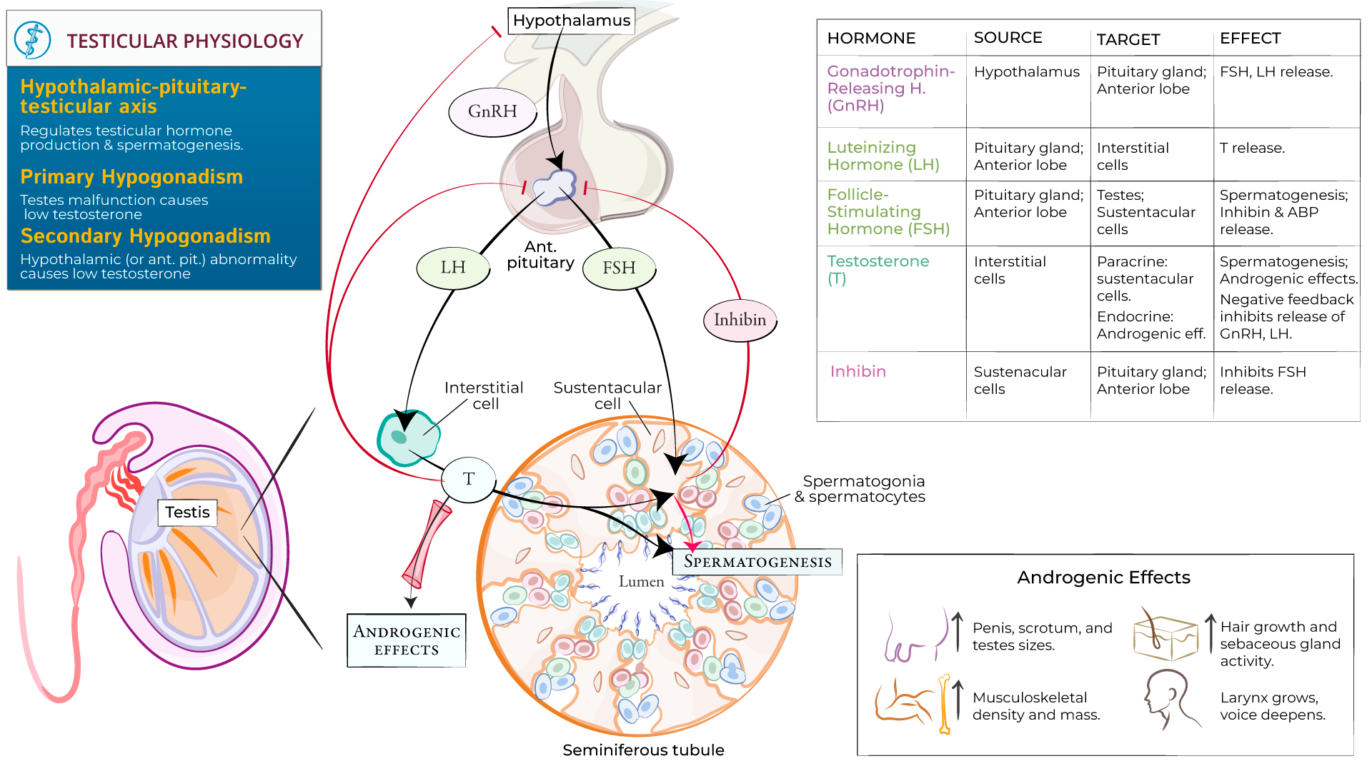 Anatomy & Physiology: Testicular Physiology Overview | ditki medical ...