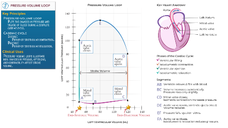 Cardiovascular System: Pressure-Volume Loop (Left Ventricle) | ditki ...