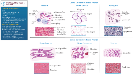 Physiology: Connective Tissue Proper | ditki medical & biological sciences