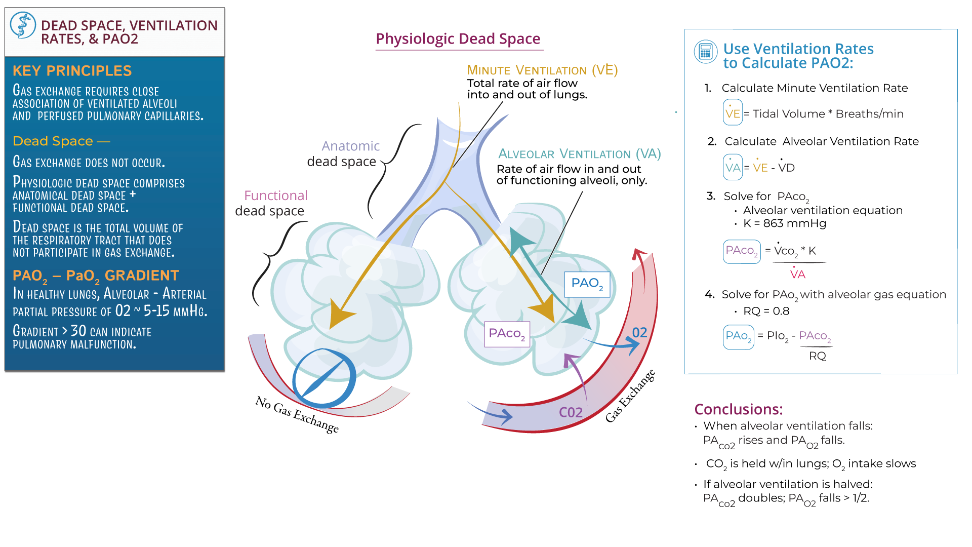 Respiratory System: Dead Space and Ventilation Rates | ditki medical ...