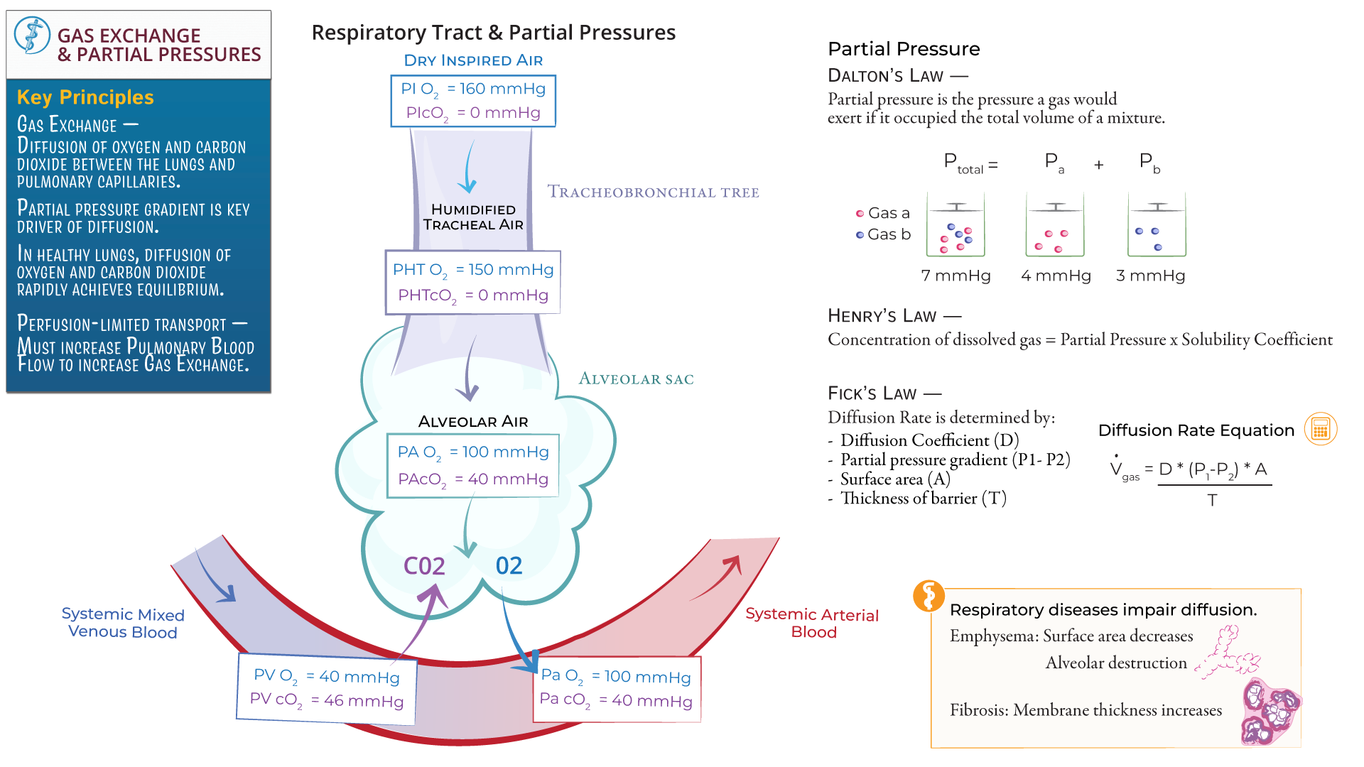 Respiratory System: Gas Exchange & Partial Pressures (Advanced) | ditki ...