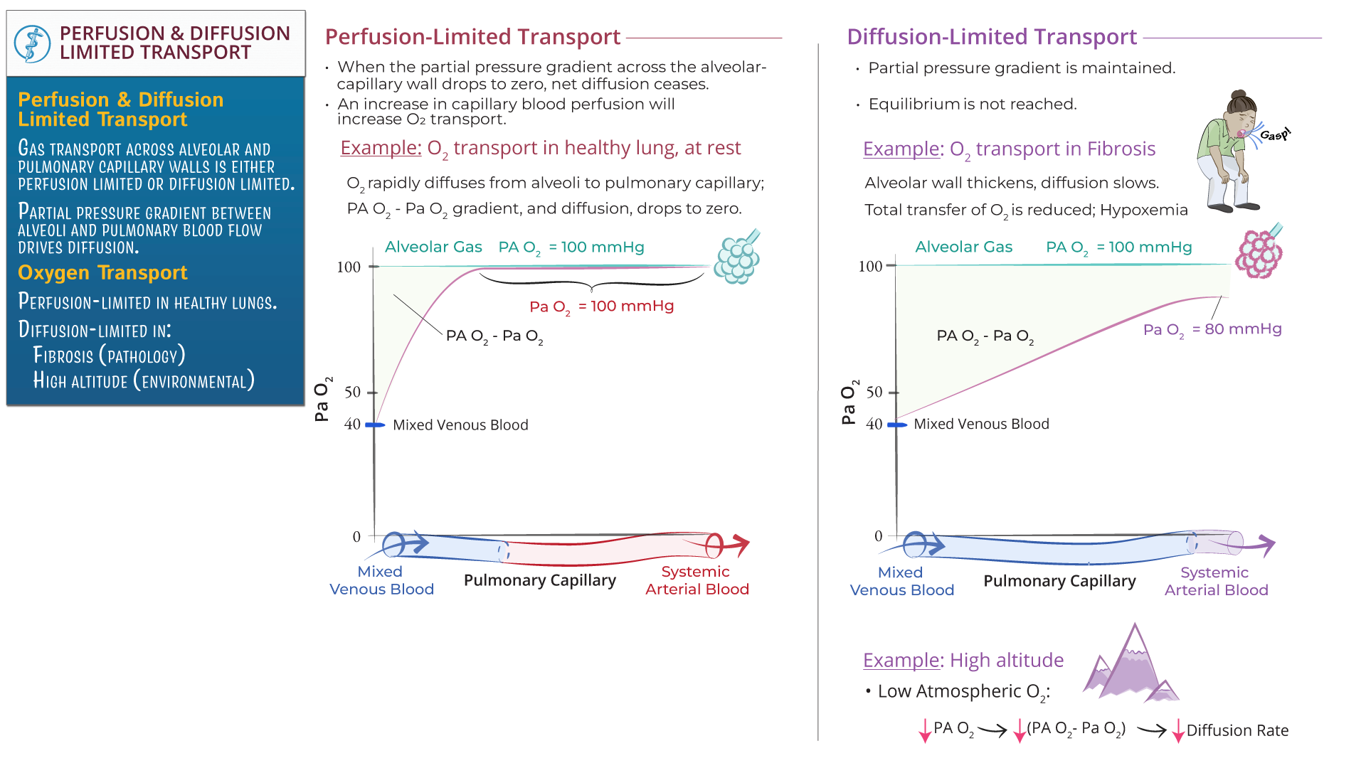 Dental Student Bundle (NBDE 1): Perfusion and Diffusion Limited Transport | ditki medical ...