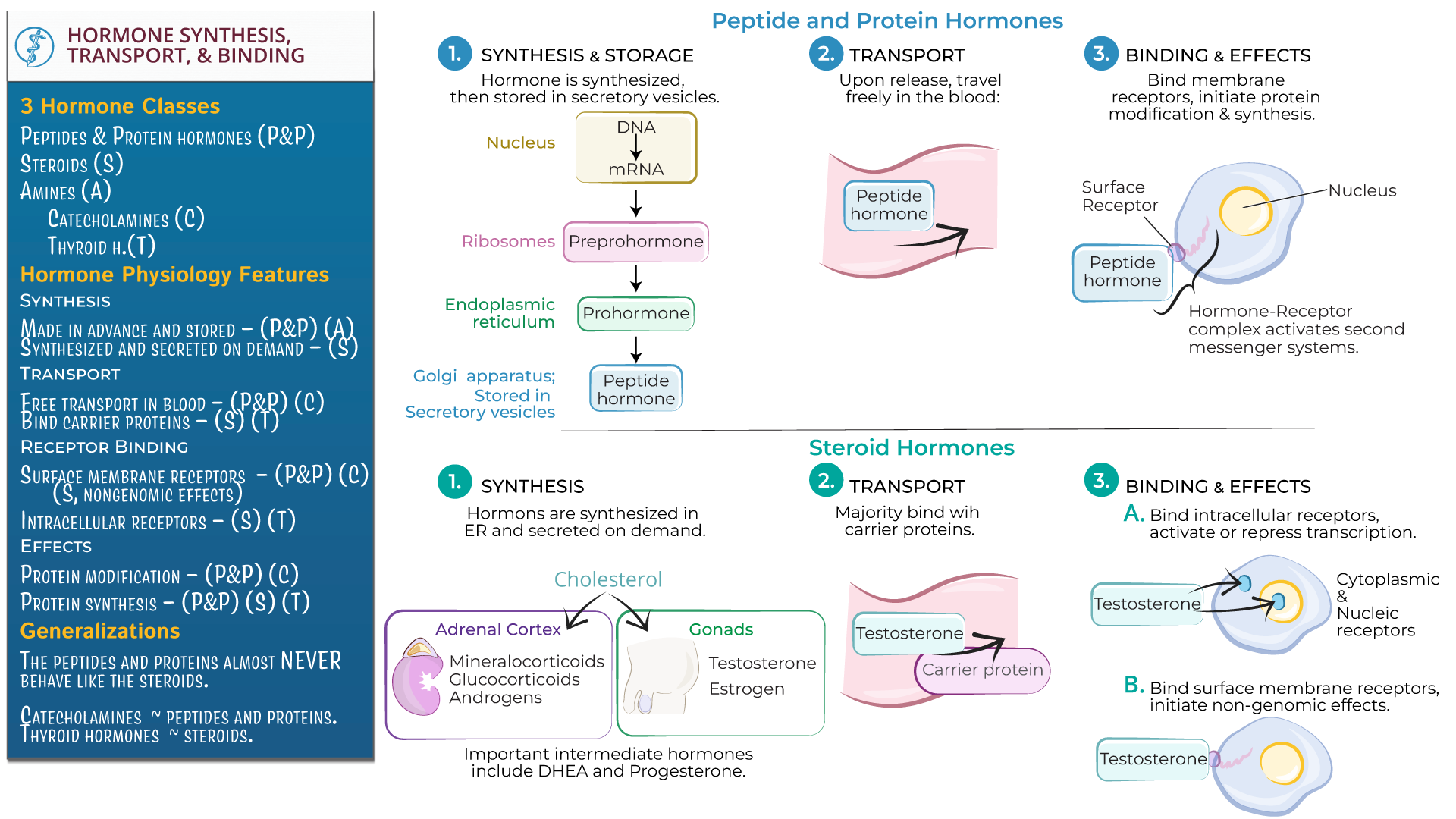 Physiology: Hormone Synthesis, Transport, and Mechanisms | ditki ...