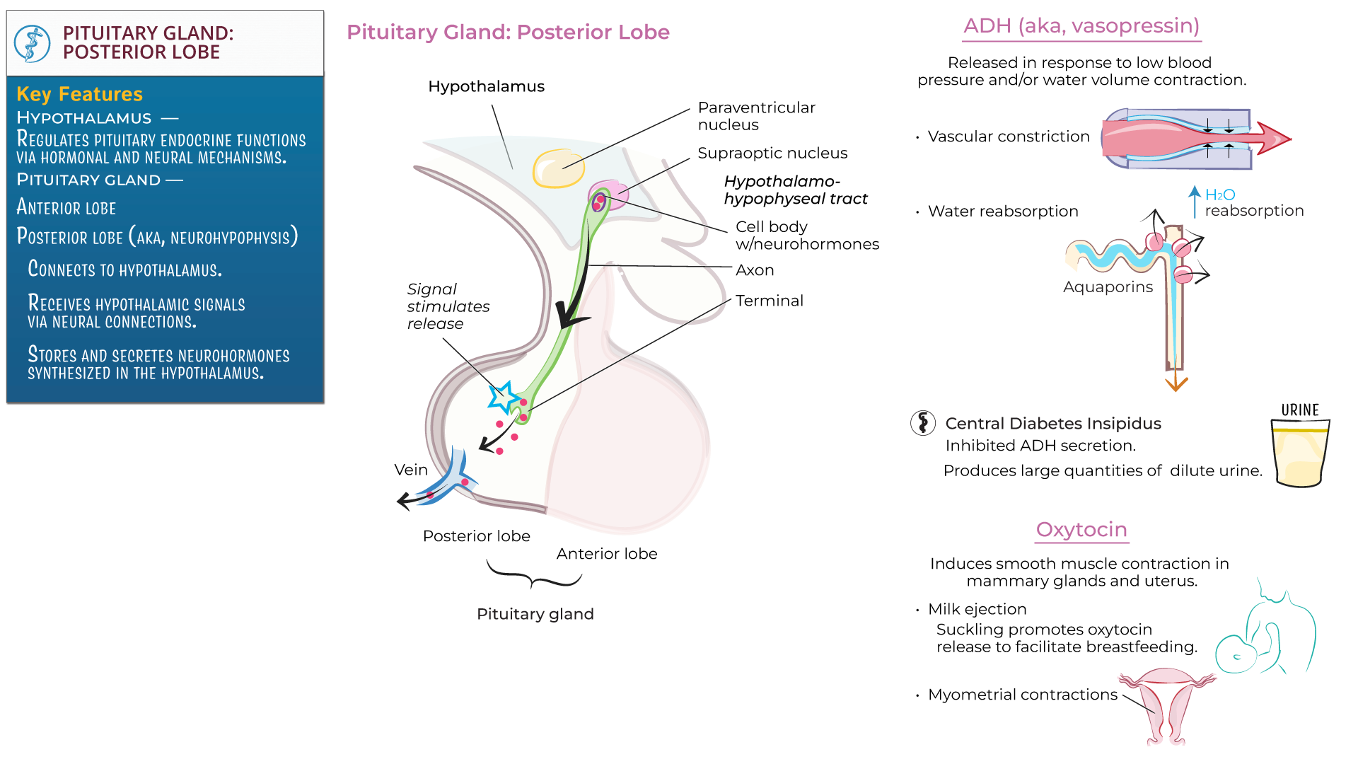 Advanced Anatomy & Physiology: Posterior Pituitary Lobe Anatomy ...