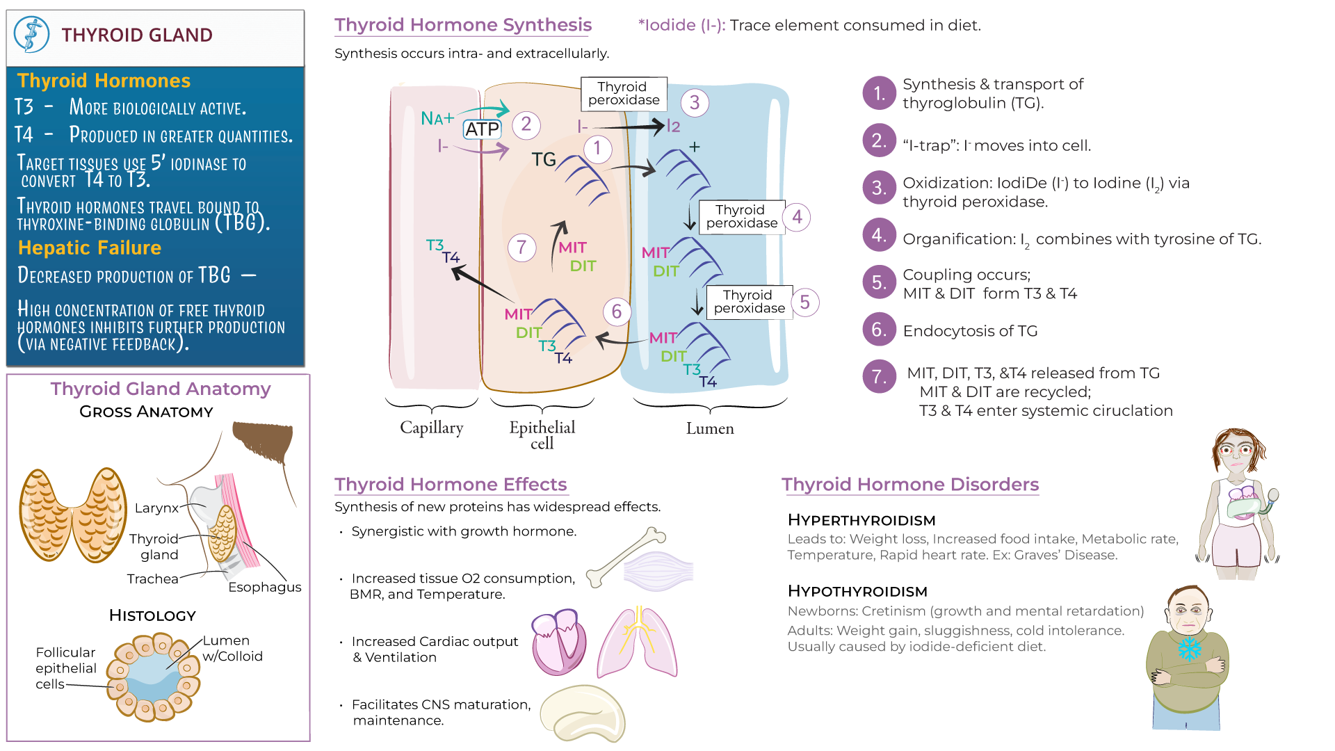 Advanced Anatomy & Physiology: Thyroid Gland Physiology | ditki medical ...