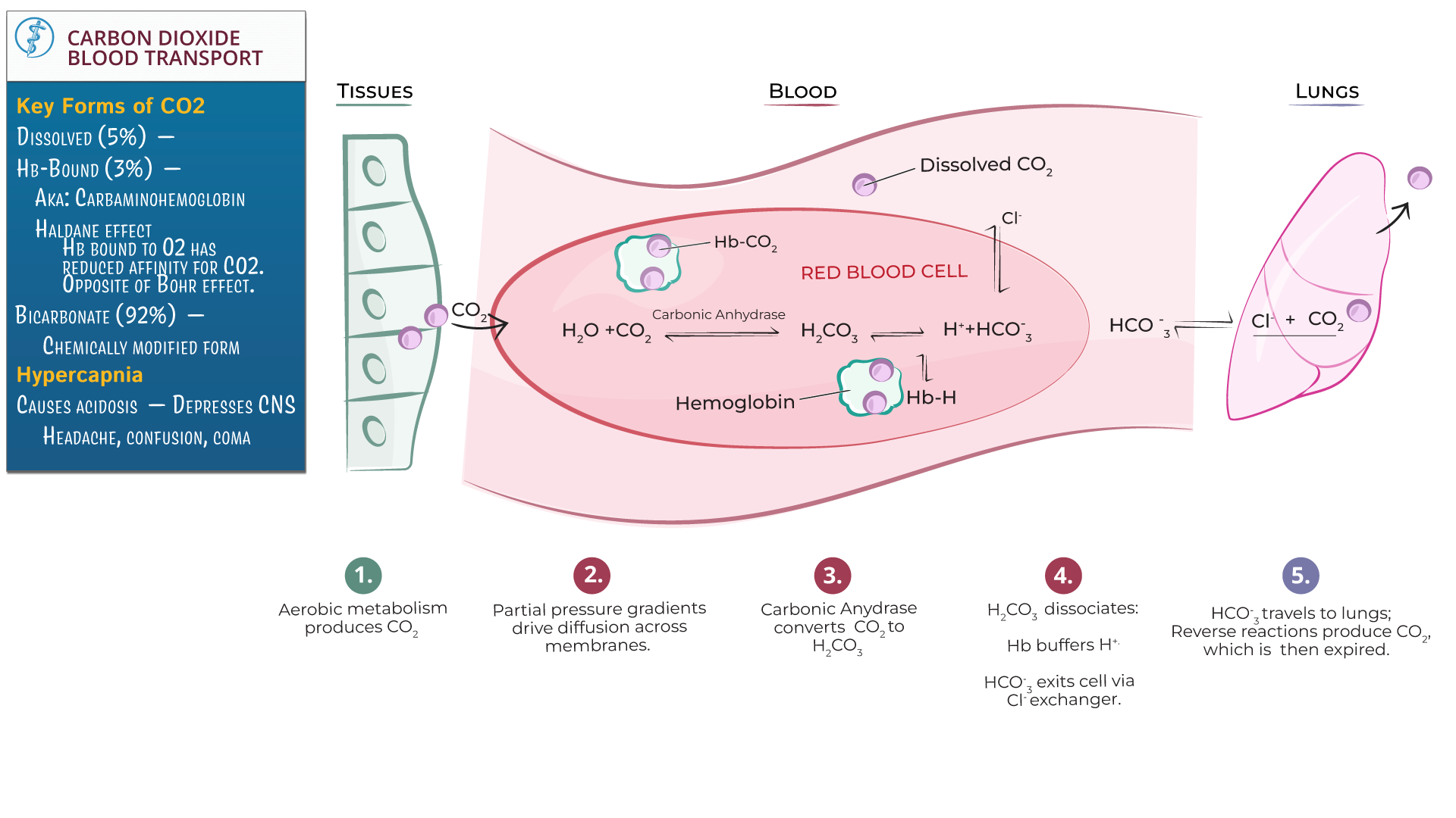Respiratory System: Carbon Dioxide Transport | ditki medical ...