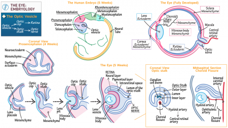 Anatomy & Physiology: Eye Embryology | ditki medical & biological sciences