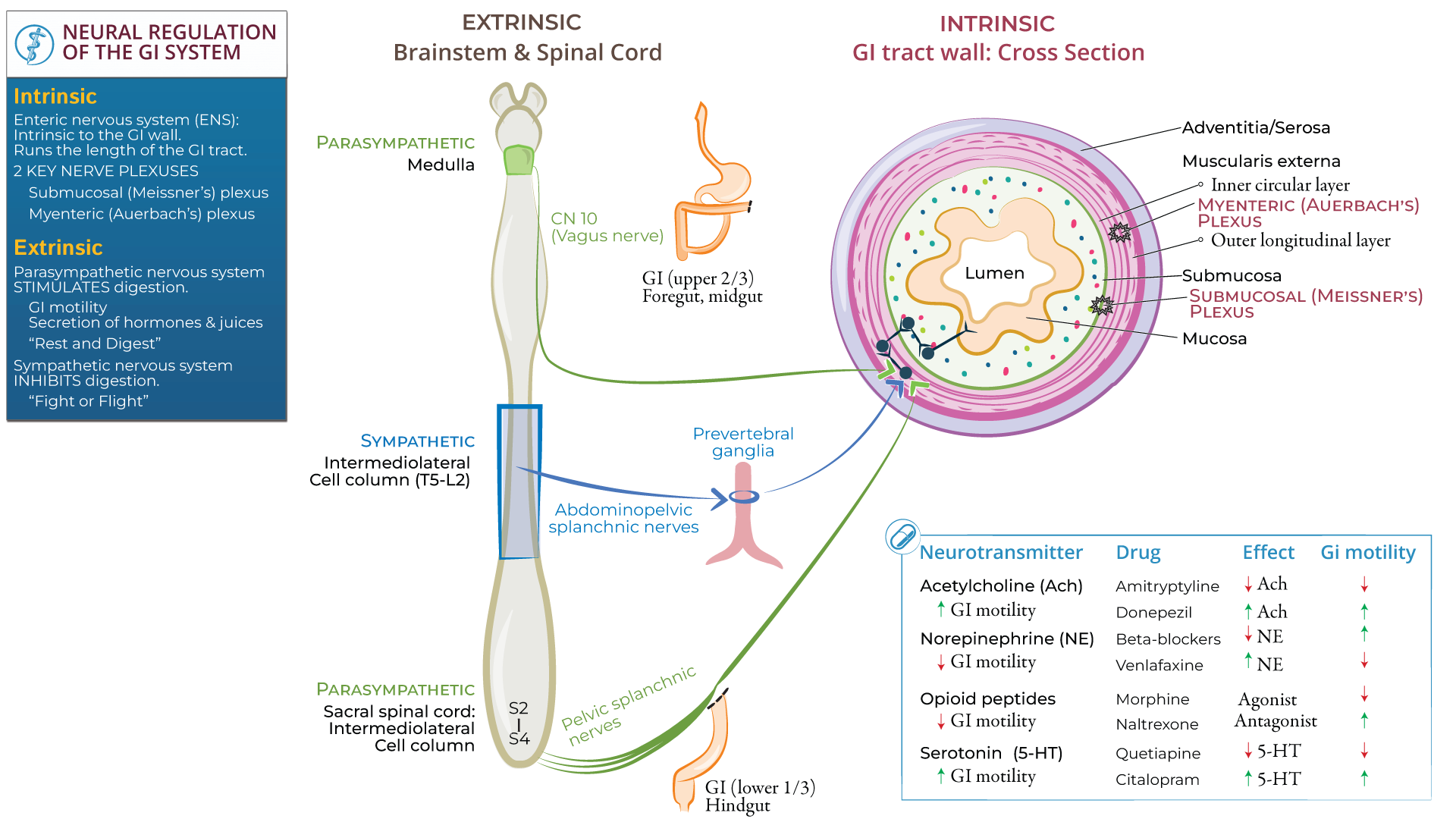 Neuroanatomy: Neural Control of GI Motility & Pharmacological ...